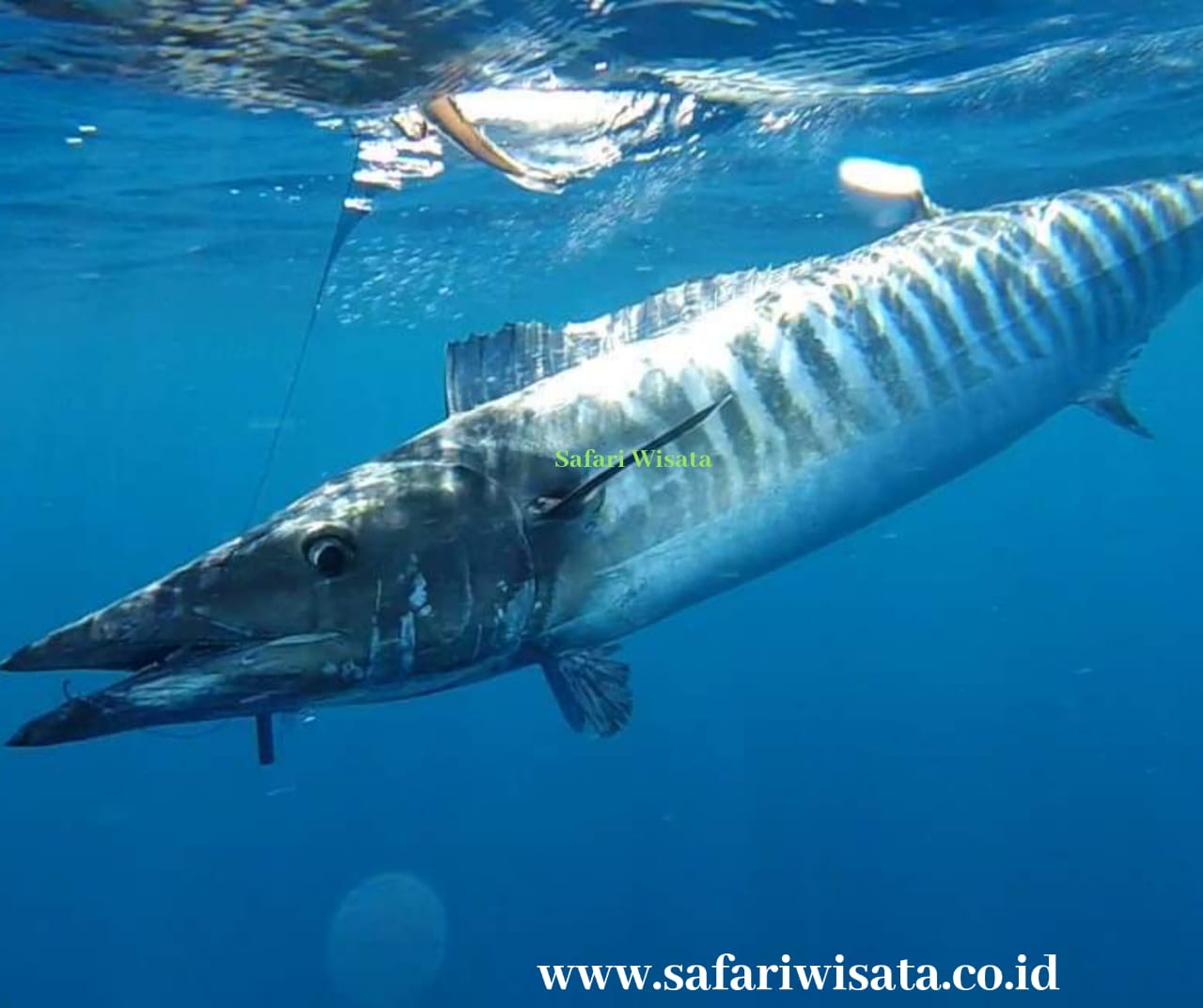 Safari Wisata International - Holiday With Us In The Wonder Nature